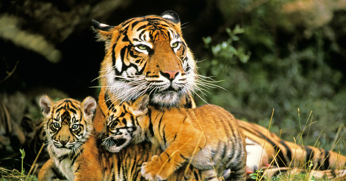 Sumatran Tigers: Habitat, Threats, & Conservation | IFAW