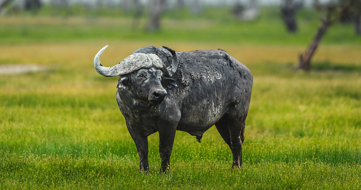 Buffalo: Facts, Threats, & Conservation | IFAW
