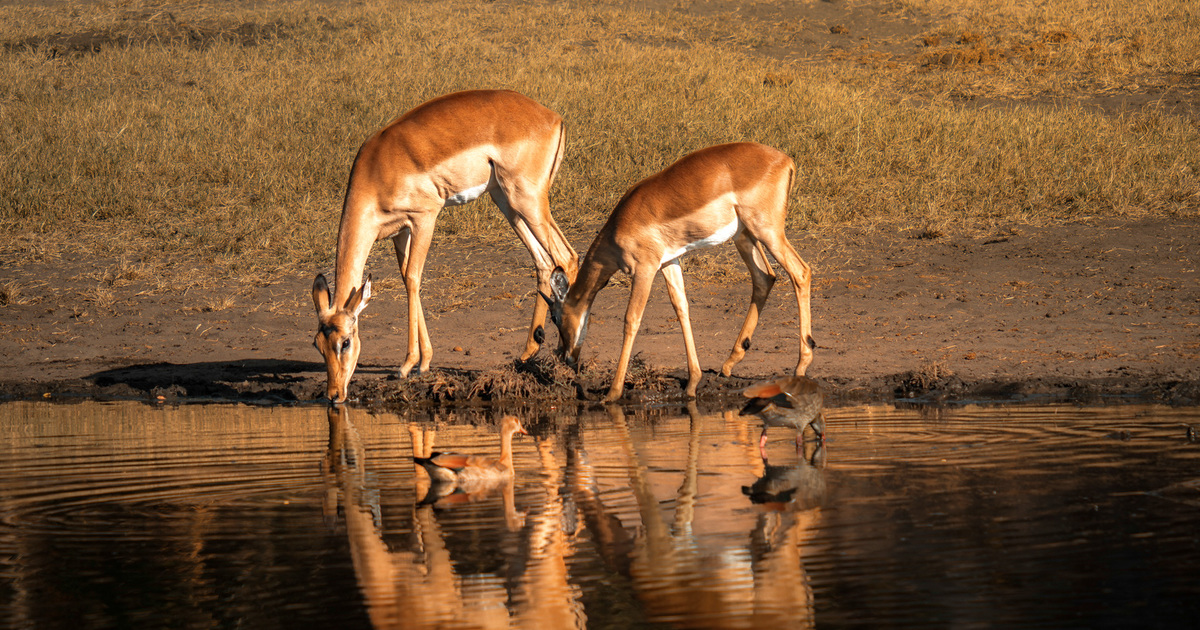 Impalas: Habitat, Diet, Threats & Conservation | IFAW