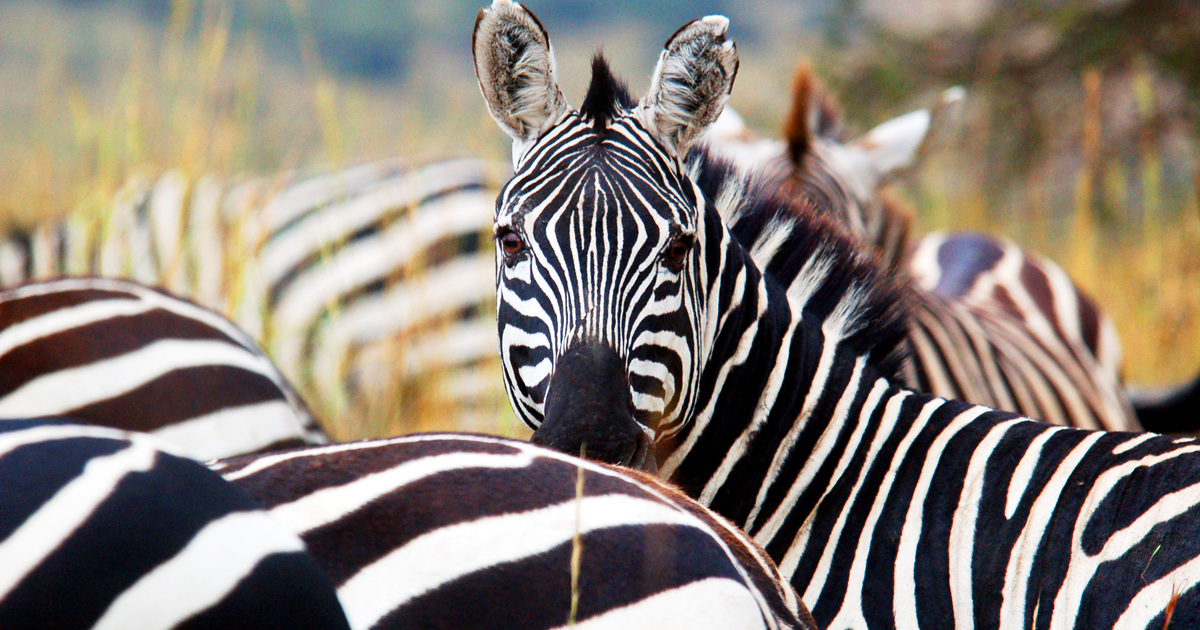 Zebra's Eten