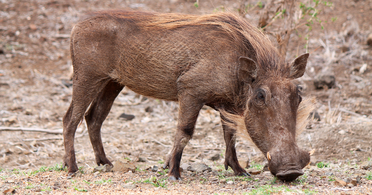 Warthogs: Facts, Diet, Habitat, Threats, & Conservation | IFAW