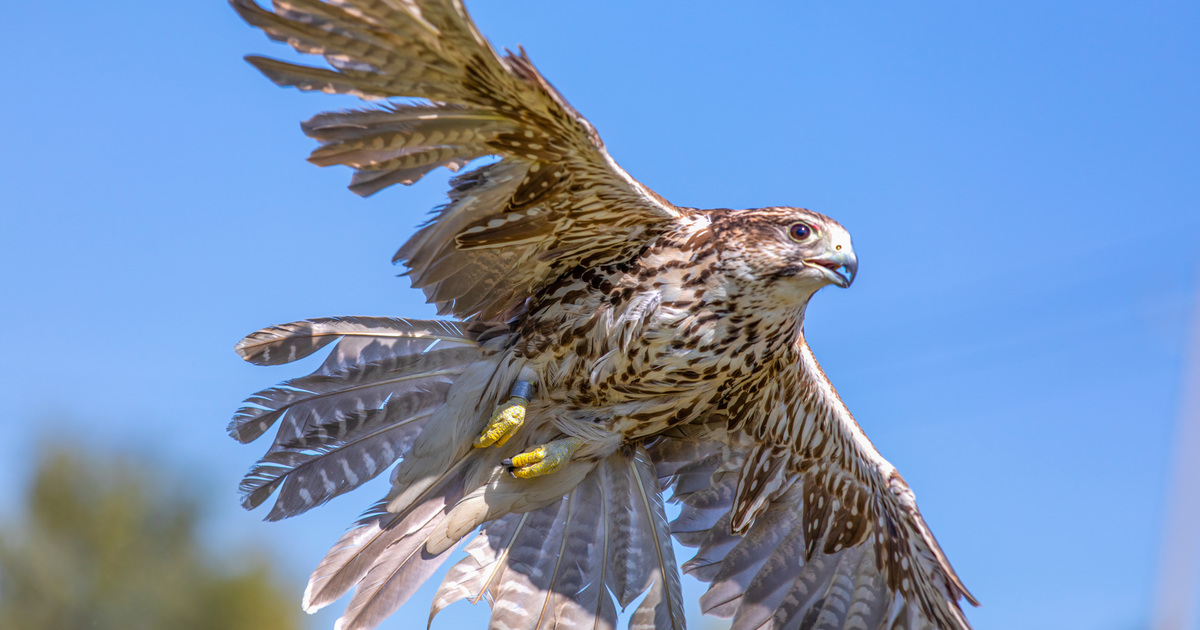 Les Plus Beaux Oiseaux De Proie Nos Oiseaux De Proie | Chouette à