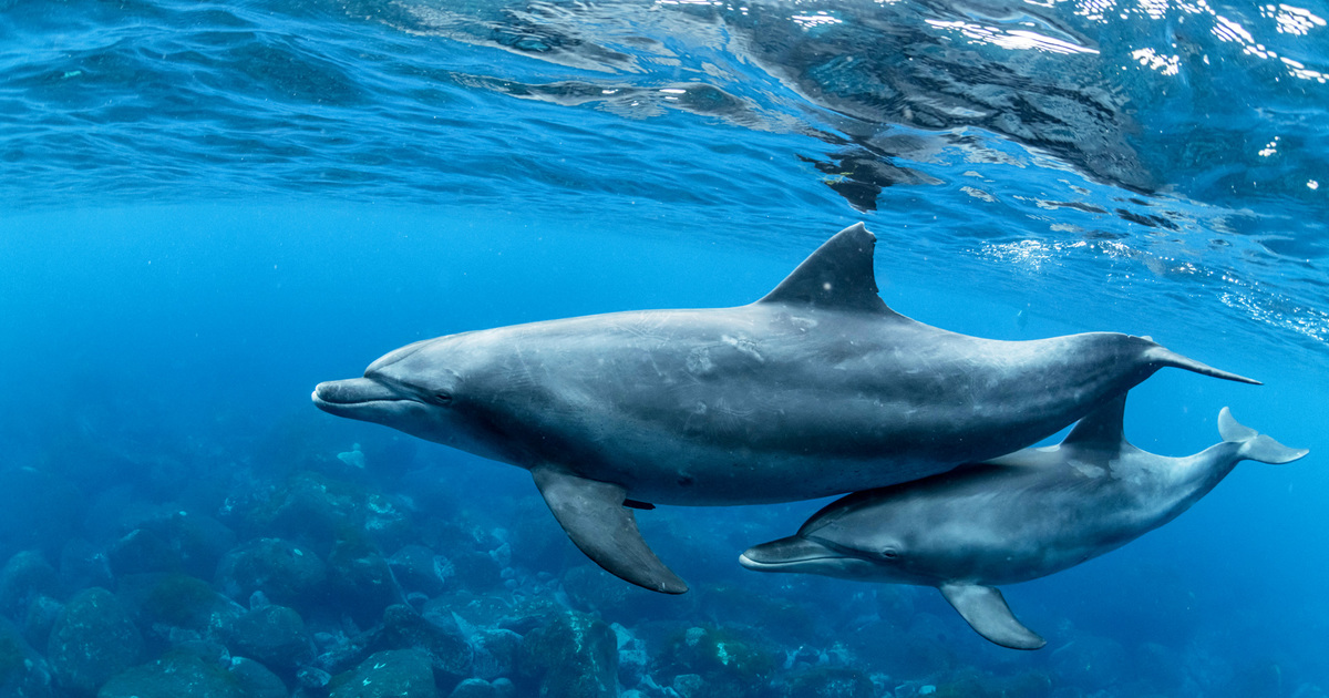 Dolphins: Facts, Habitat, Diet, Threats, & Conservation | IFAW