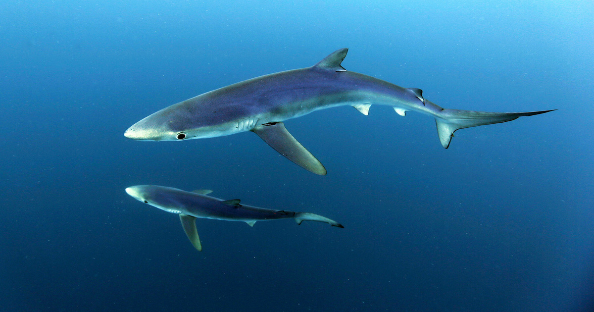 Shark facts: Conservation Status, Habitat, Diet & FAQs | IFAW