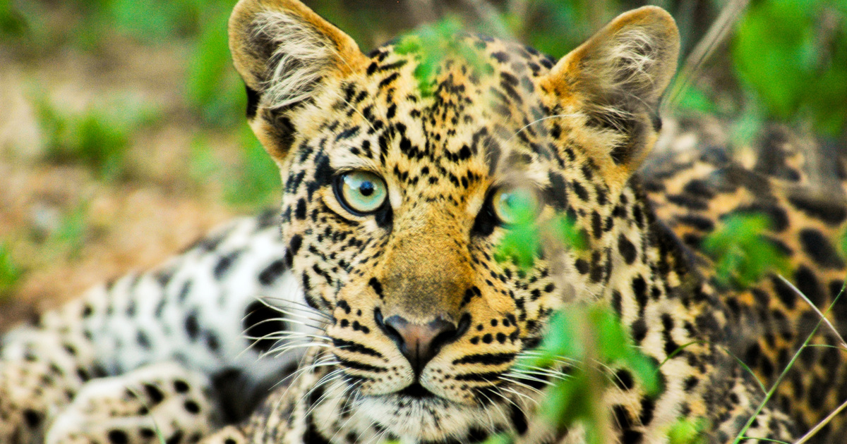Leopard Facts: Habitat, Threats & Conservation | IFAW