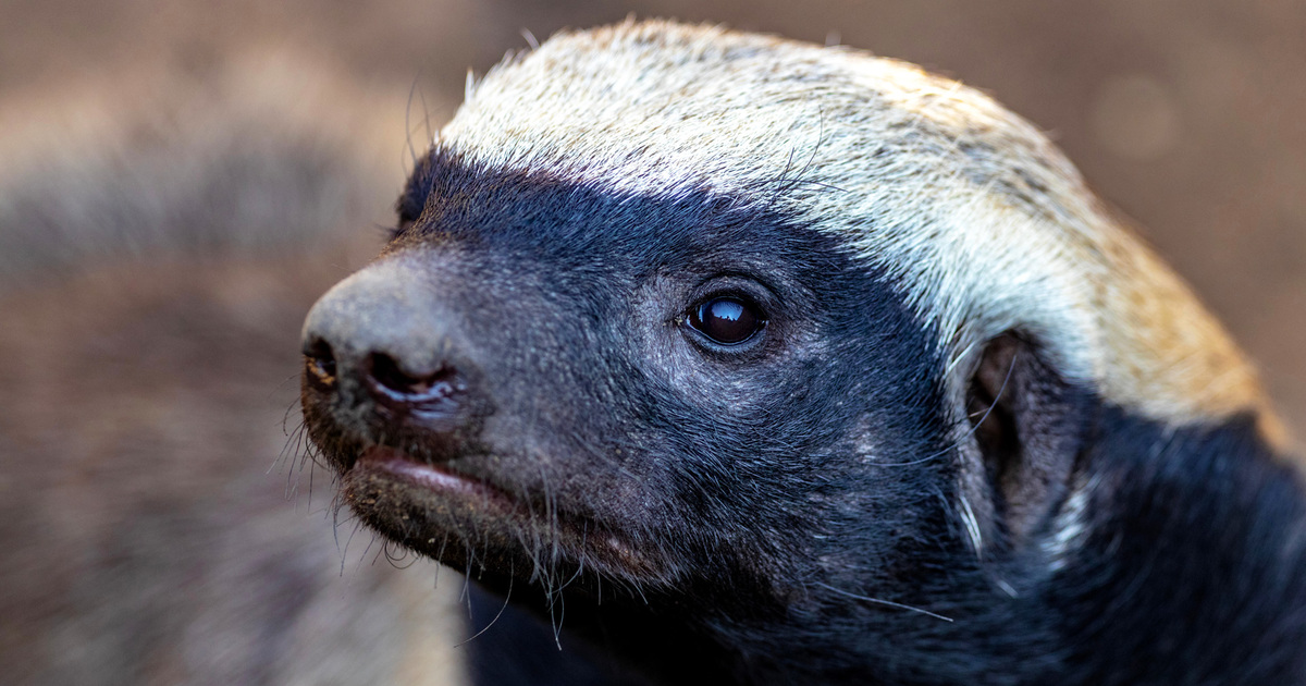 Honey Badgers: Facts, Threats & Conservation | IFAW