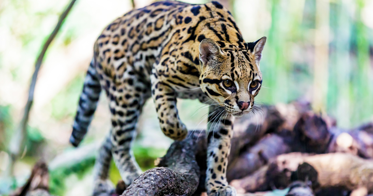 Ocelot Facts & FAQs: Habitat, Threats, & Conservation | IFAW