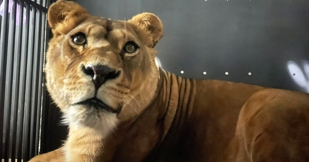 Three lions rescued from Ukraine find forever home in France