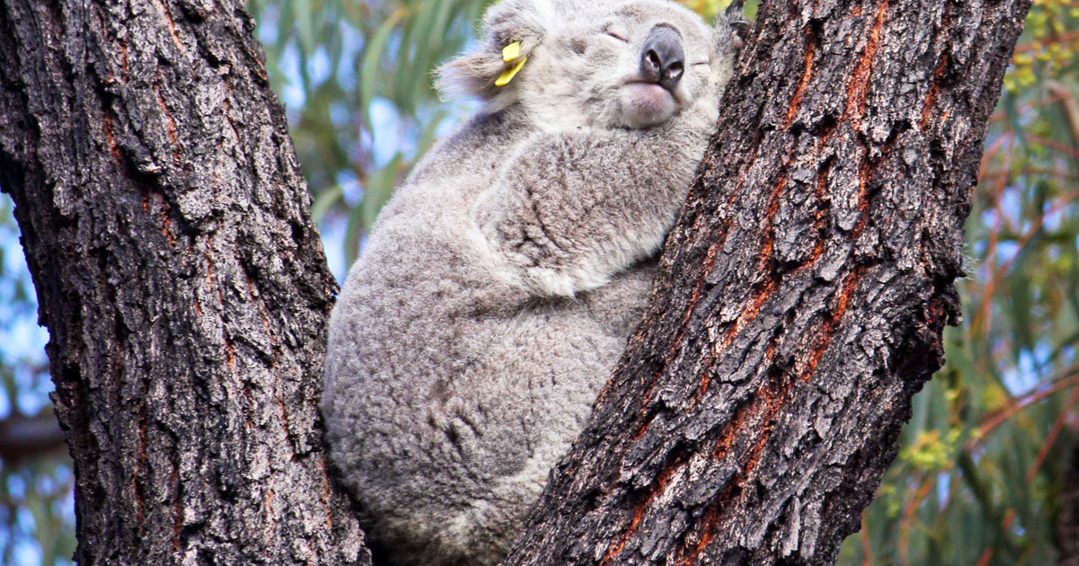 Koala-kill hotspot: Federal government urged to re-think funding