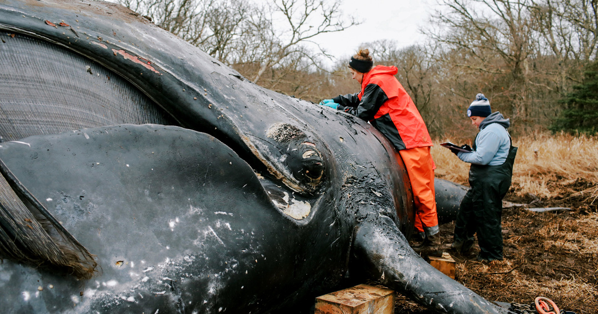 North Atlantic right whale necropsy show chronic entanglement