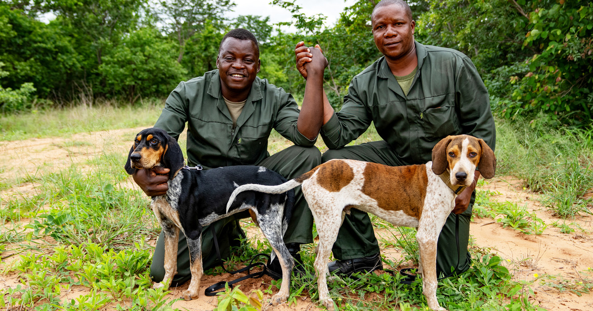 Honden met een baan: hoe honden mensen en wilde dieren helpen