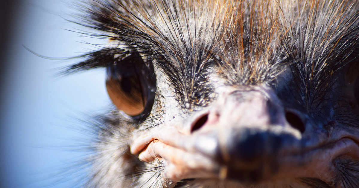 These animals have some of the biggest eyes in the world