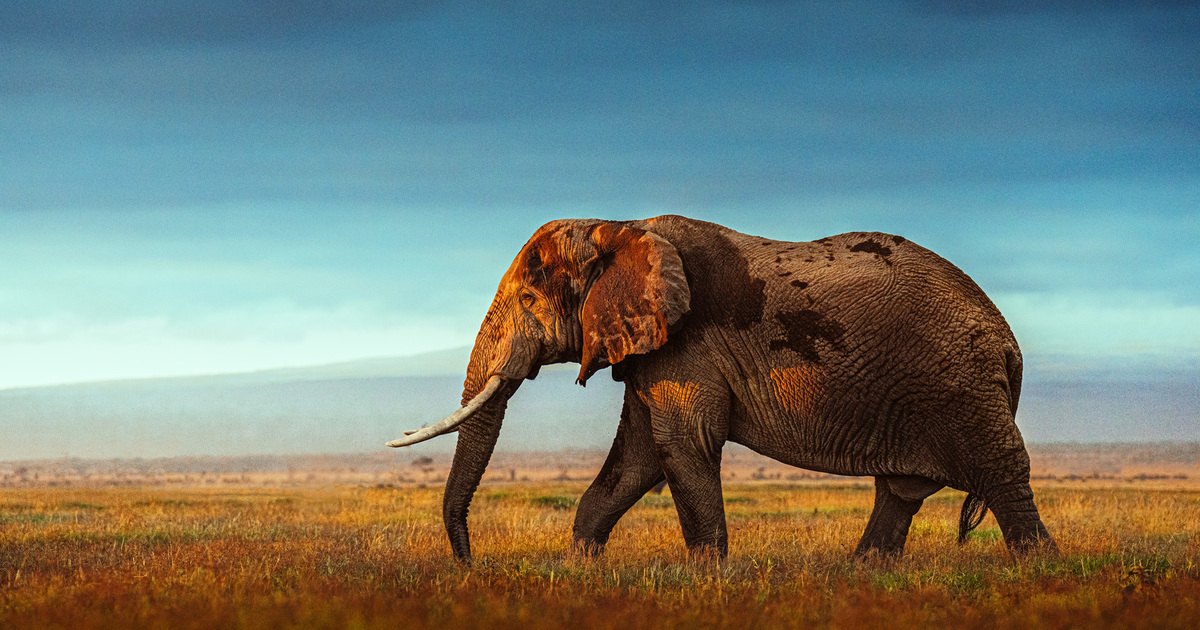 20 of the most endangered animals in Africa