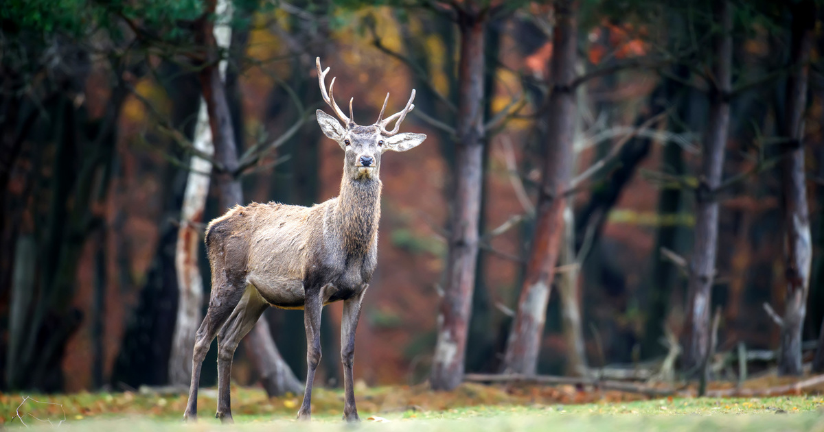 Nieuw natuurreservaat voor geredde wilde dieren in Oekraïne