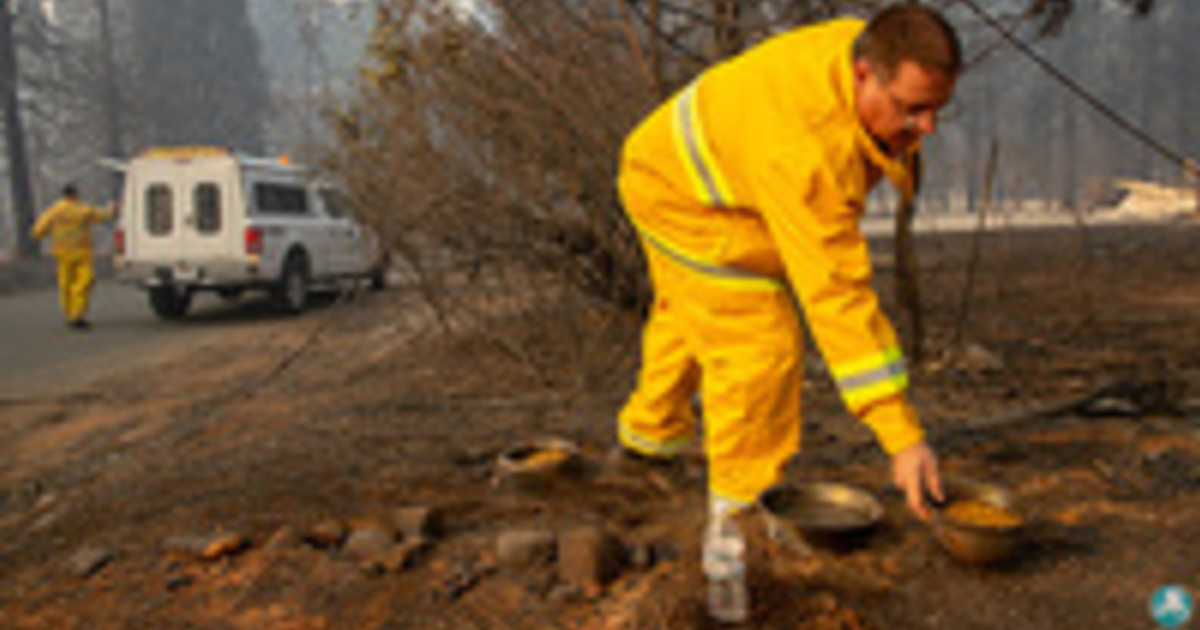 Finding hope among the Camp Fire wreckage | IFAW