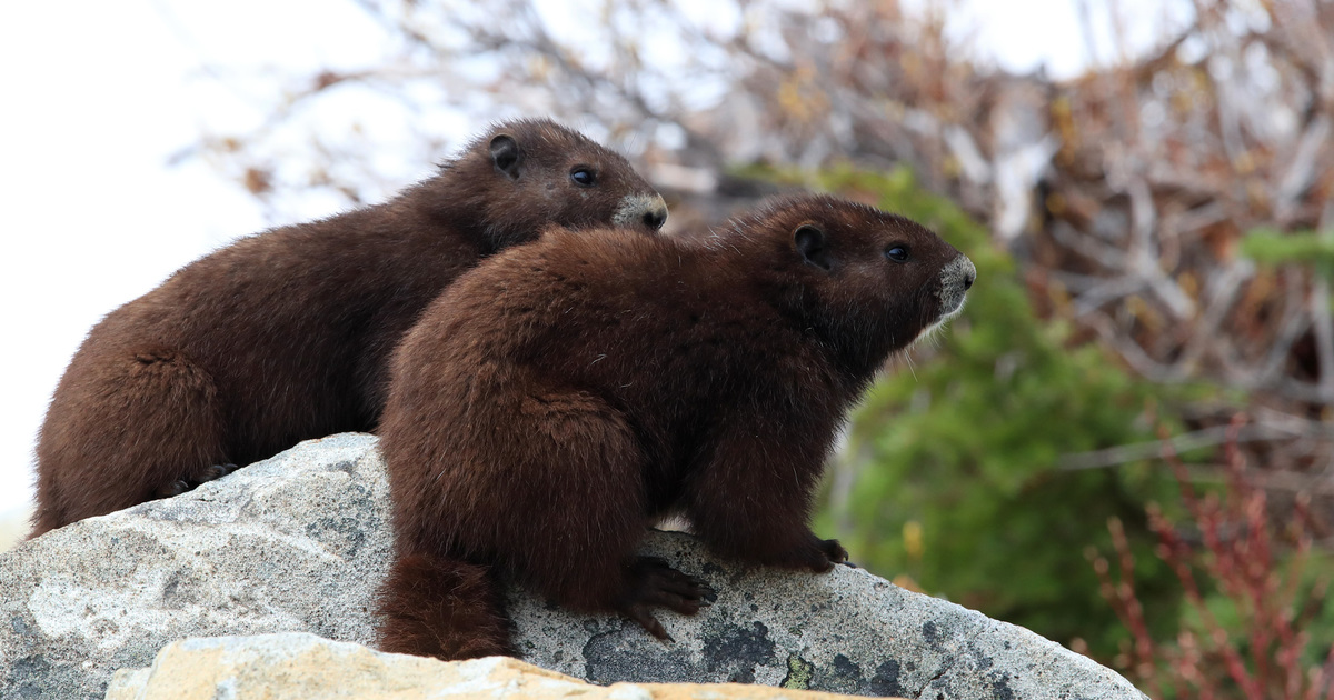 20 of the Most Endangered Animals in North America | IFAW