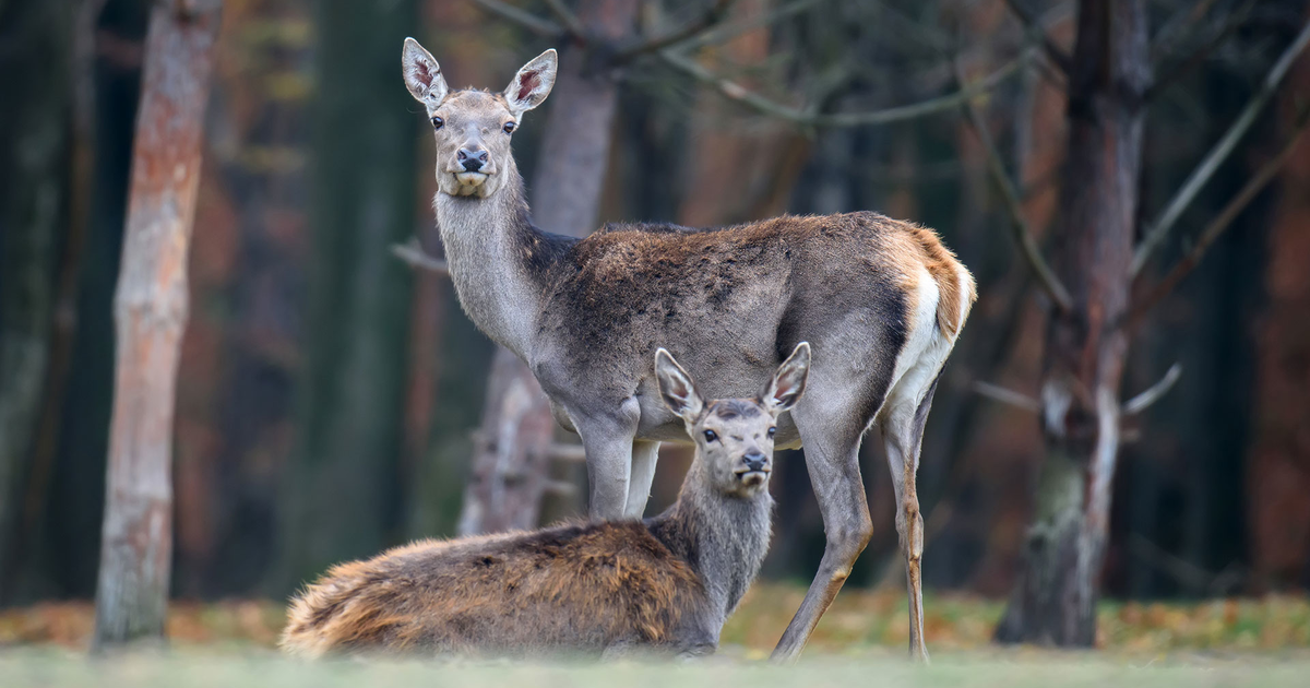 Nieuw natuurreservaat voor geredde wilde dieren in West-Oekraïne