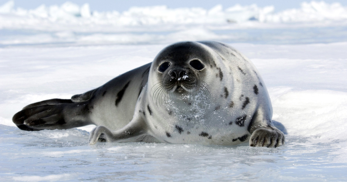 Canada wants to market seal meat as a delicacy and expand hunt