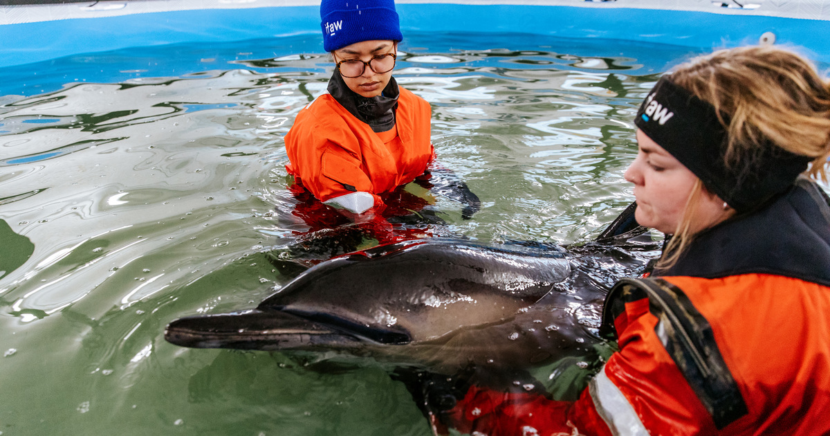 First patient of Dolphin Rescue Center admitted and released