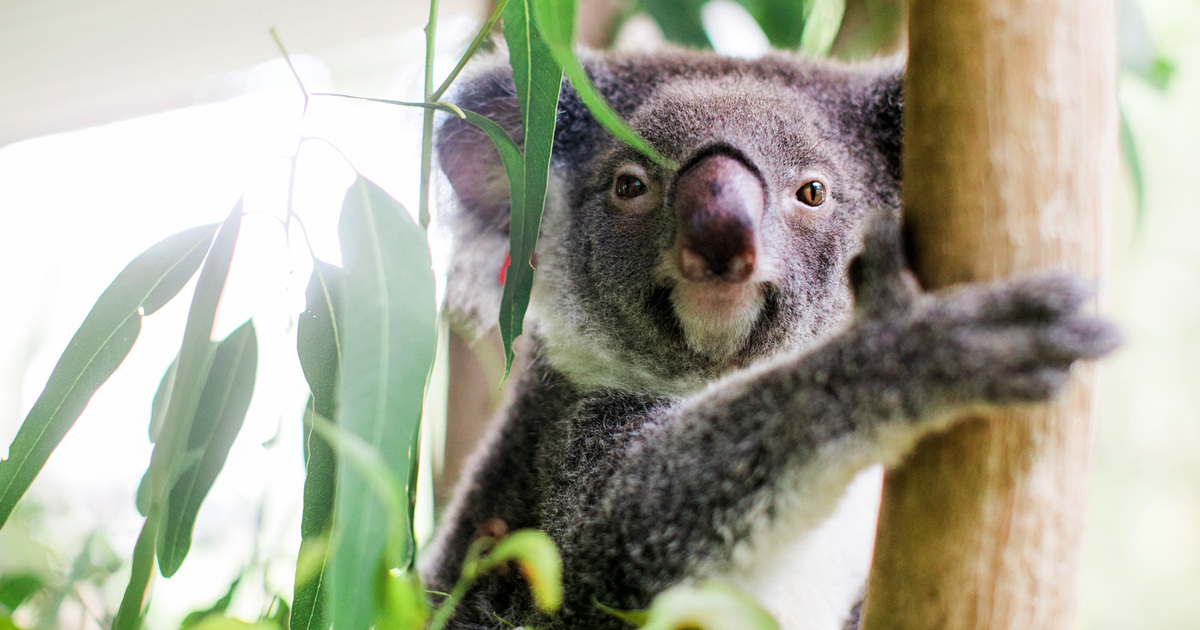 The plight of the koala: Remembering Ember