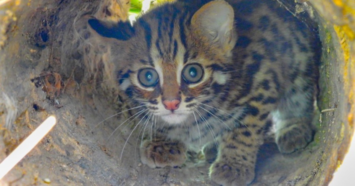 L'élevage de chats léopards orphelins : un defi