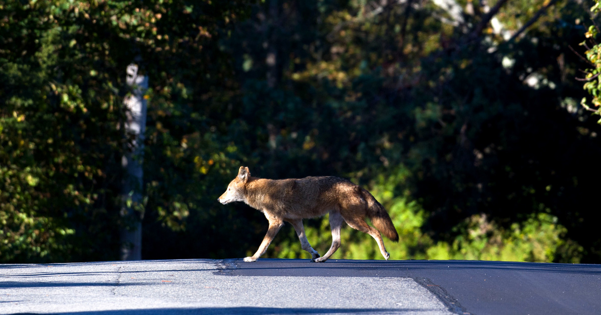 How habitat fragmentation affects animals