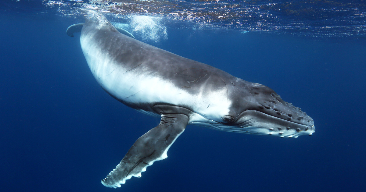 Types of whales: meet the largest animals in the ocean | IFAW