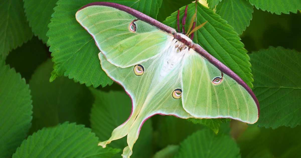 Animals with the shortest lifespans