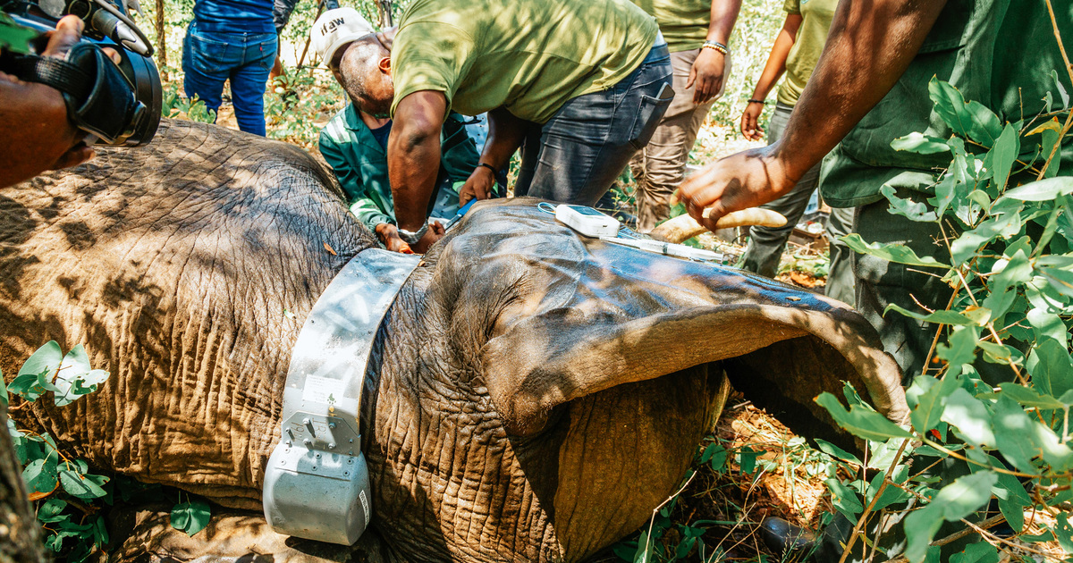 Cutting edge GPS technology to track elephant movements