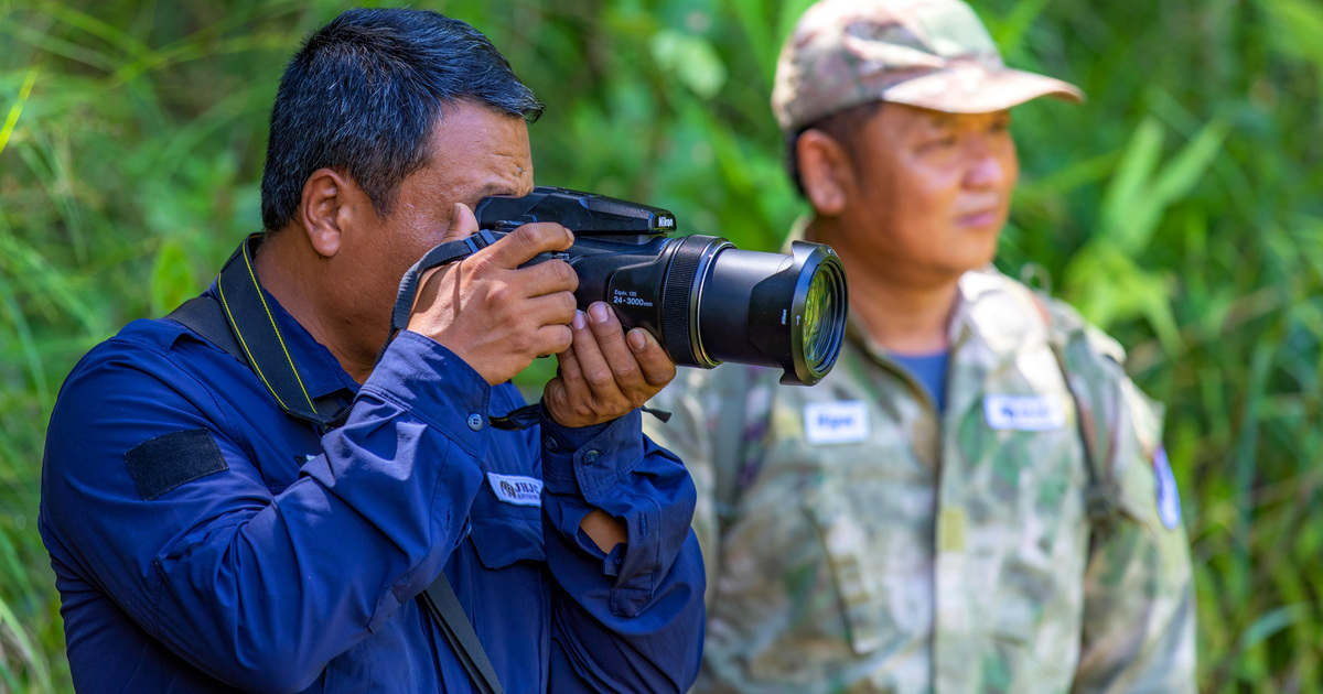 What are wildlife rangers?