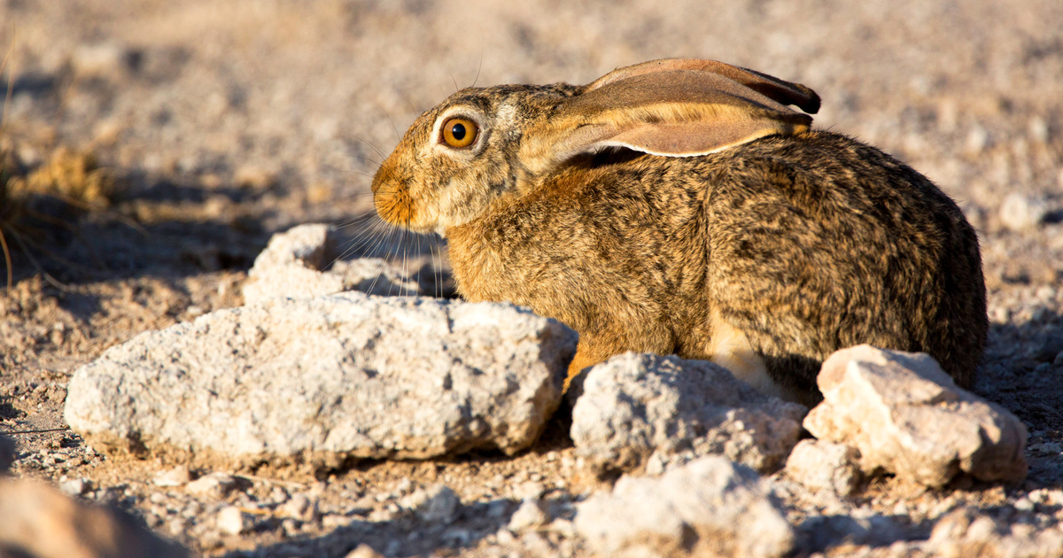 Animals with the best hearing in the world