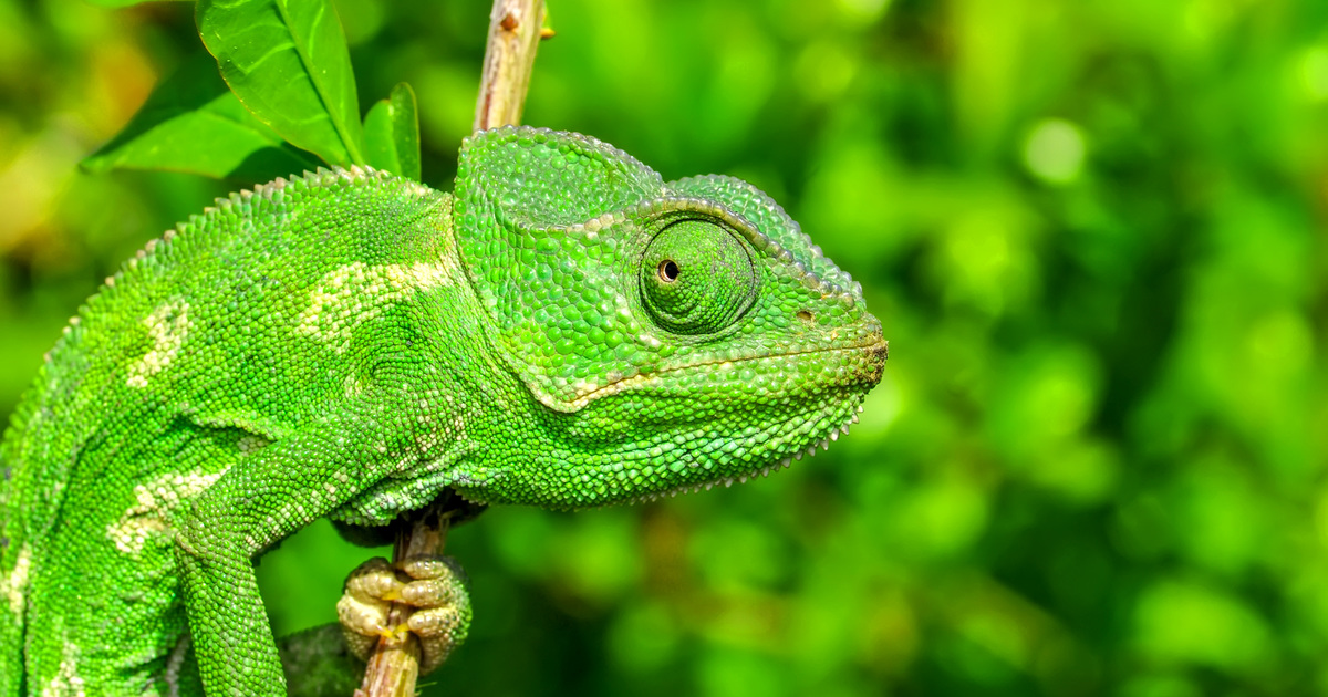 Can you spot these animals with amazing camouflage?