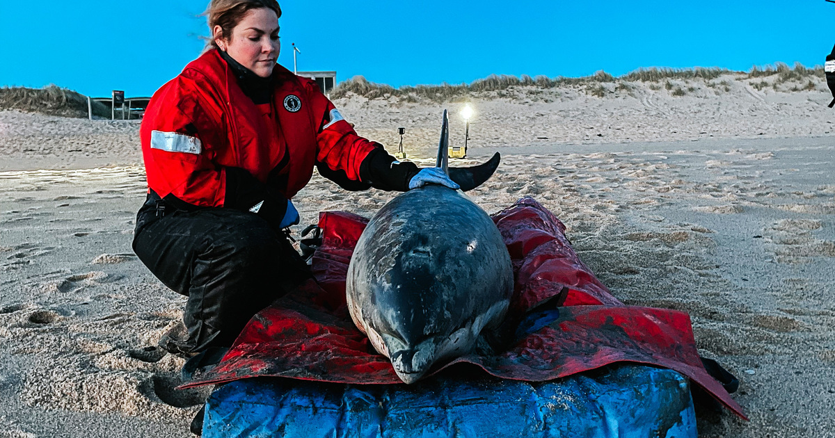 10 dolphins released back to the wild after seven-hour rescue