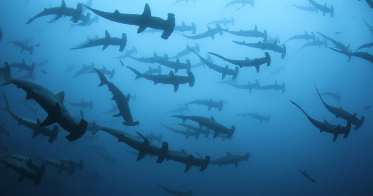 Verschillende Soorten Haaien