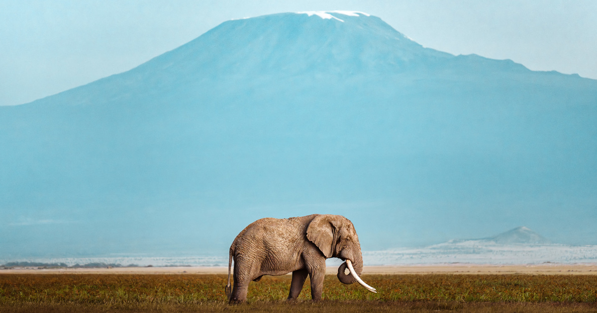 Statement on the killing of Super Tusker elephants in Tanzania