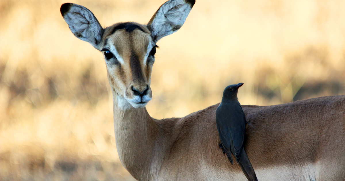 What Is Biodiversity And Why Is It Important?