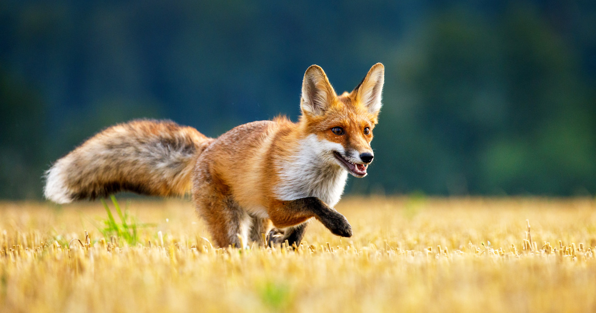 Animals with symbolic meaning around the world