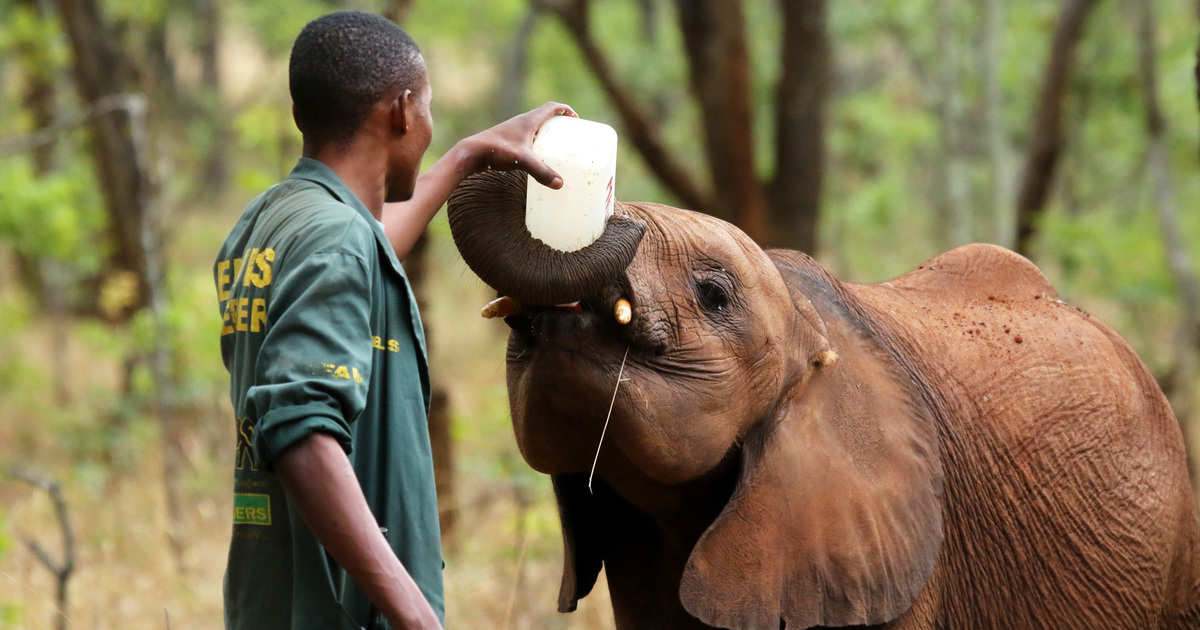 Why Donate To Charity: Your Donation Matters | IFAW