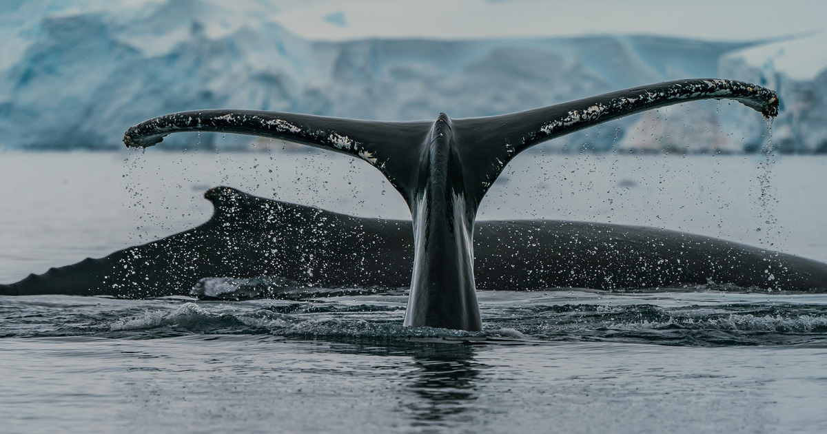 International Whaling Commission celebrates 75th year | IFAW