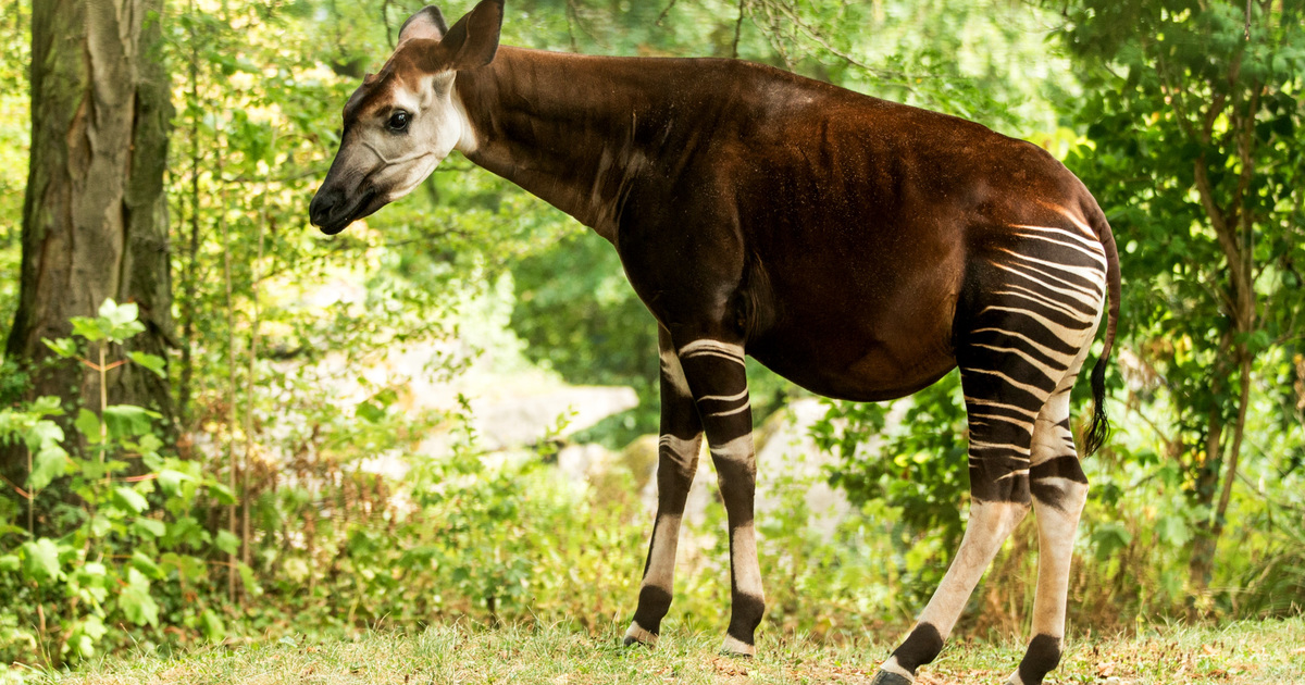 Endangered animals in the Congo rainforest
