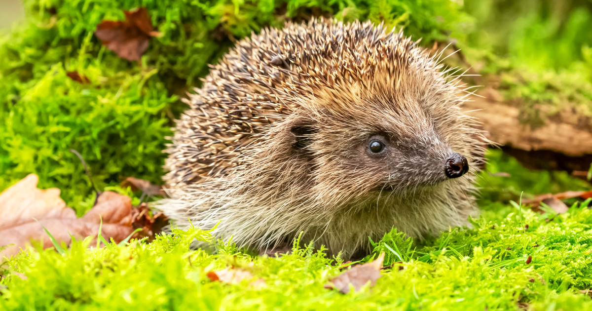Animals with spines and quills