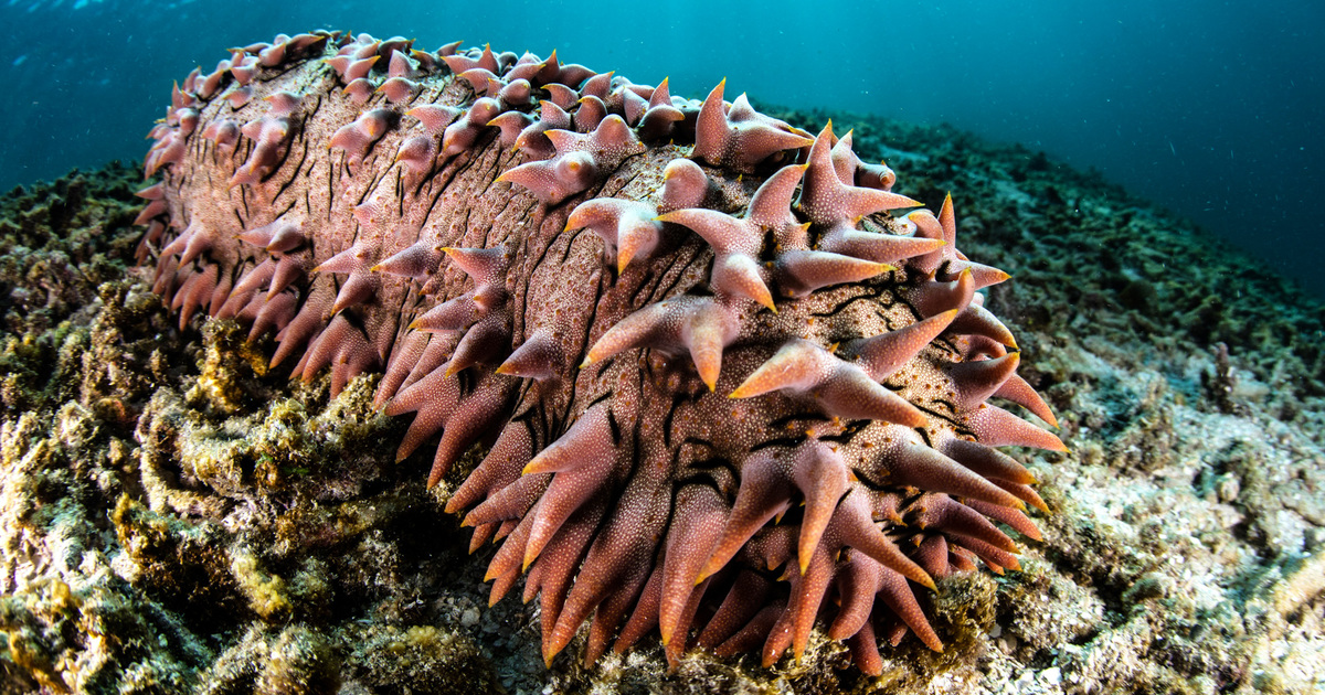 How climate change impacts the ocean | IFAW