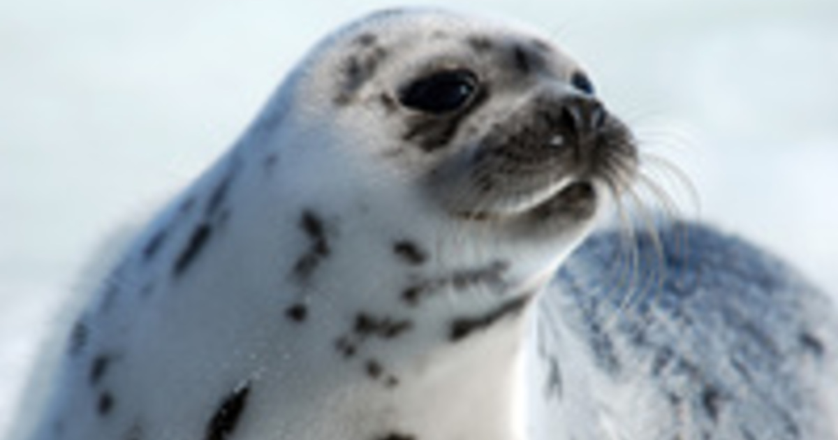 ifaw's history working to end Canada's East Coast commercial seal hunt
