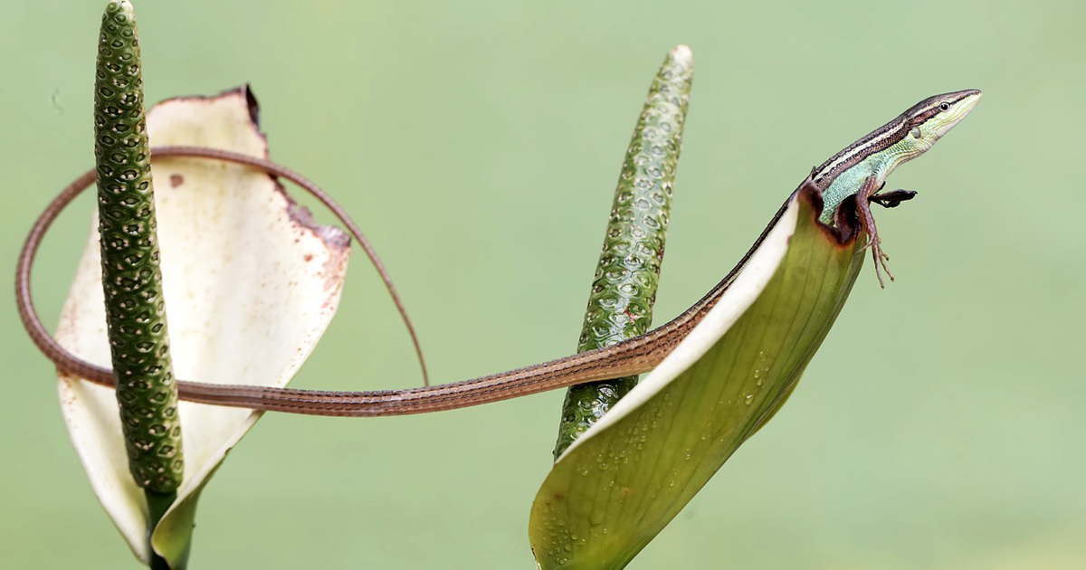 Animals with the longest tails
