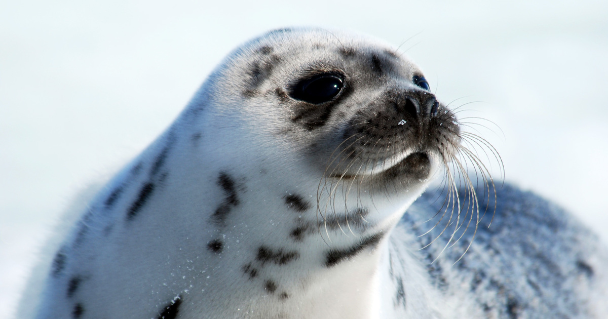 Evaluatie EU-verordening zeehondenproducten Europese Commissie