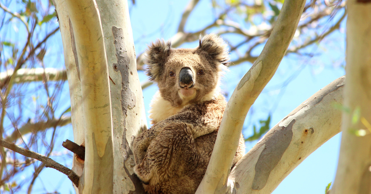 Thousands of koala trees planted on historic grazing property