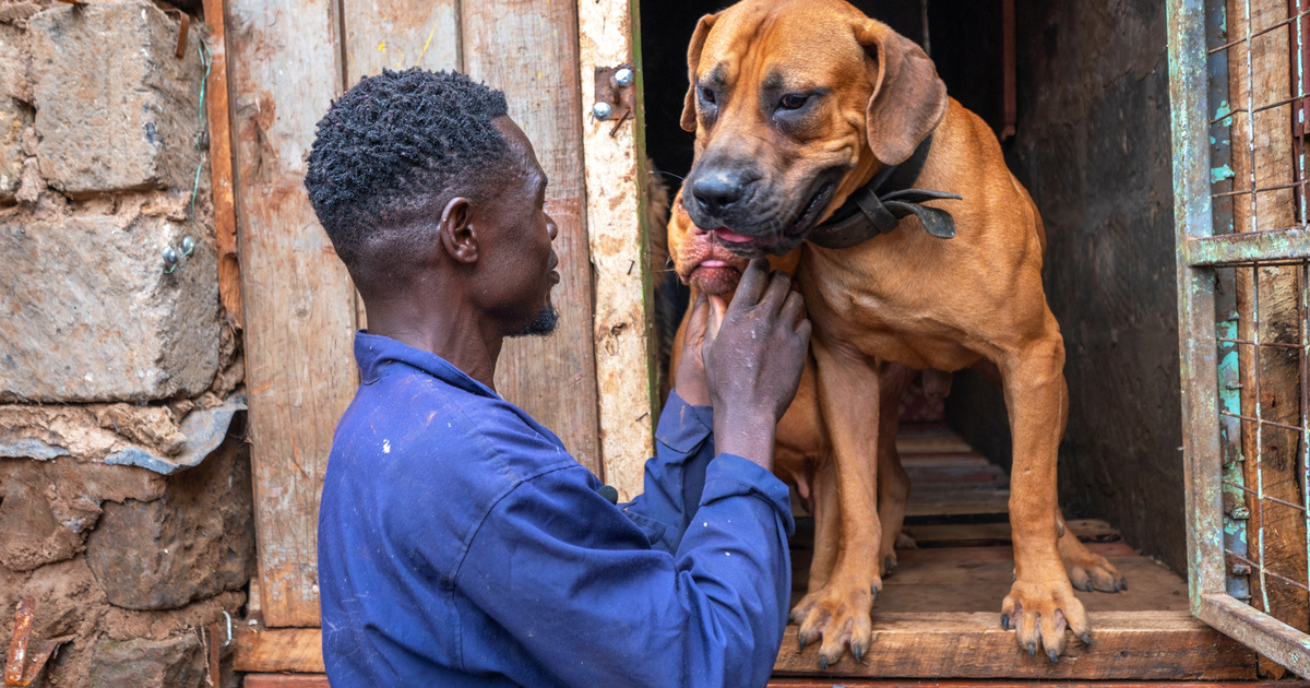 How catastrophic floods in Kenya impact communities and animals