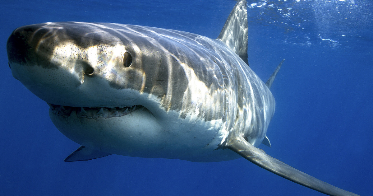 IFAW statement on new Netflix movie ‘Under Paris’