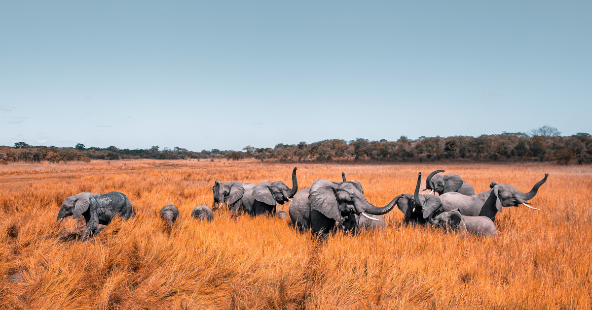 What Is The Goal Of Wildlife Conservation? | IFAW