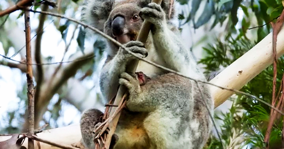 Orphaned koala spotted carrying her own joey
